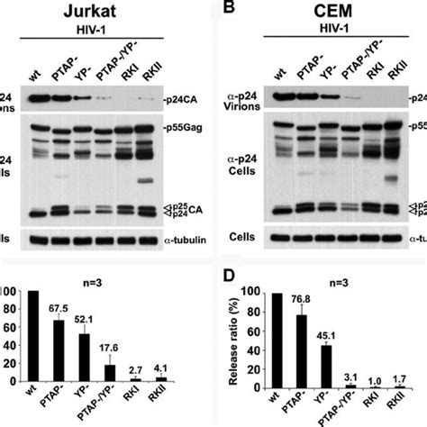 Nc Mutant Gag Proteins Recruit Tsg101 Hiv 1 Gag Proteins Of Wt Pnl4 3
