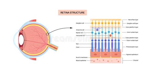 Retina Structure Poster Stock Illustration Illustration Of Ophthalmology 331026608