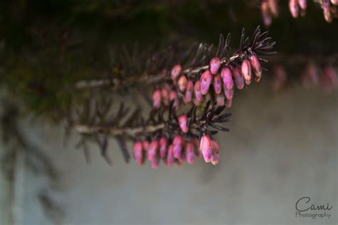 Untitled Cami Photography Flickr