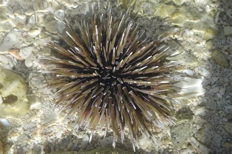 Echinoderms Types And Characteristics Exploration Junkie