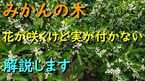 みかんの木に花が咲くけど実かつかない理由を解説します（レモンや柚子にも適応できます） Youtube