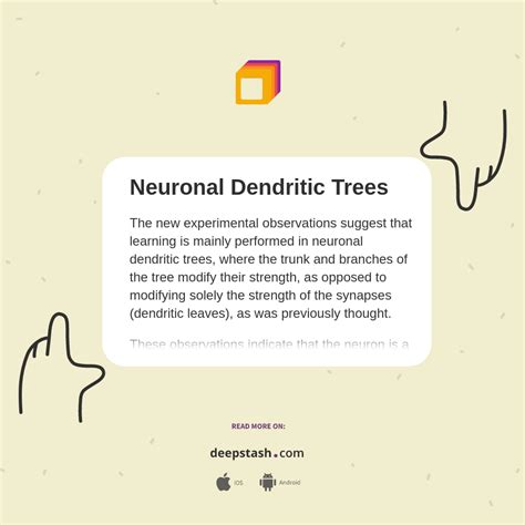 Neuronal Dendritic Trees Deepstash