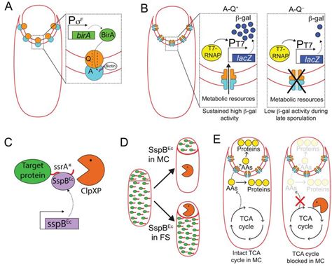 Endospore Forming Bacteria List