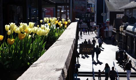 Colorful Tulips Spruce Up Pier 39