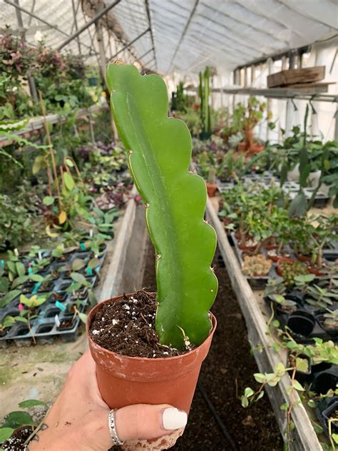 Dragon Fruit Cactus The Rooted Beauty