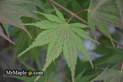 Buy Acer Palmatum Inazuma Red Japanese Maple — Mr Maple │ Buy