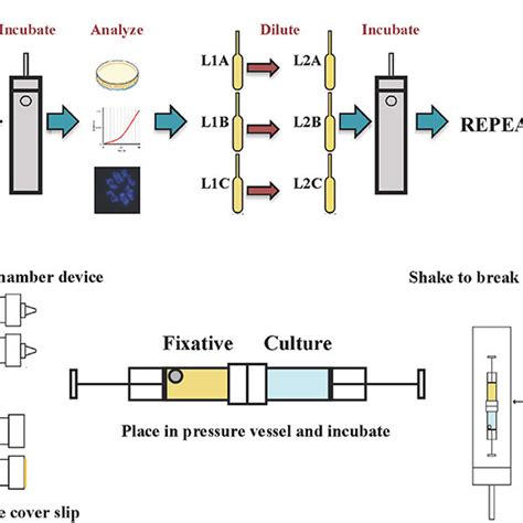 Schematic Diagram Of The A Adaptive Laboratory Evolution Experimental Download Scientific
