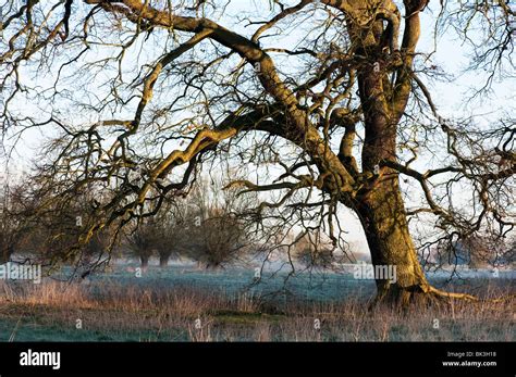 Oak Tree Winter Trunk Why You Should Plant Oaks The New York Times
