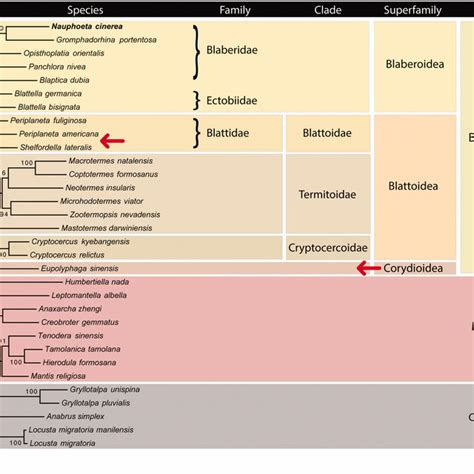 Mitochondrial Phylogenomics Of Blattodea And Outgroups Using A