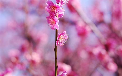 Plum Blossom Mac Wallpaper Plum Blossom Photos Download The Best Free