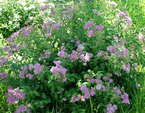 Spiraea Japonica Dolchica Japanese Spiraea Plant Scienc… Flickr