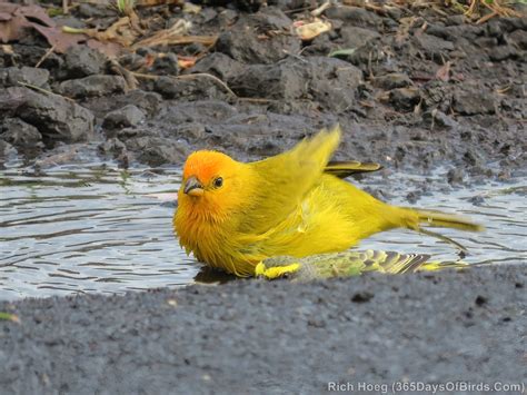 Hawaiian Bird Bath Time 365 Days Of Birds