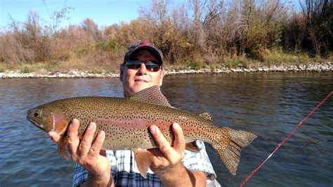 Guided Fly Fishing Lower Sacramento River Ca From Shasta Dam To Red