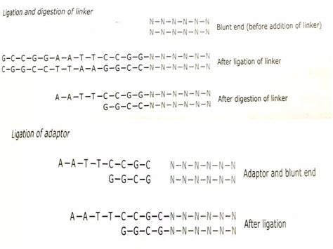 Dna Manipulation Enzymes Pptx