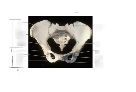 Hip Bone Diagram Quizlet Hip Bone Diagram Quizlet