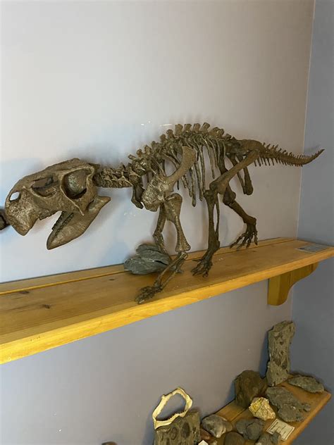 Psittacosaurus Skull Size