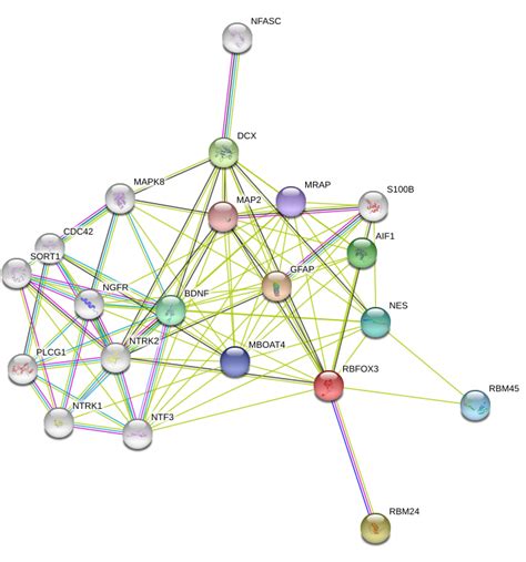 Rbfox3 Neun General Information Sino Biological