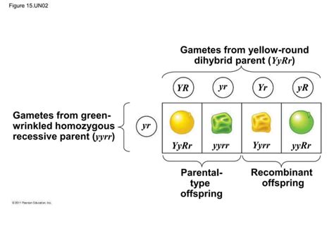 Chapter 15 Chromosomal Inheritance Ppt