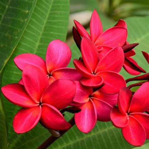 7 Best Hilo Beauty Plumeria True Colors Of A Tropical Garden