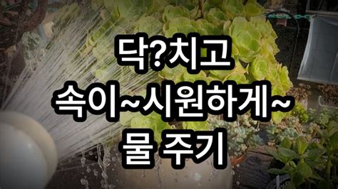 속이 시원~~~하게~ 닥치고 물주기~ 다육이 물주기 Youtube