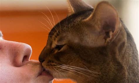 Why Do Cats Nuzzle At John Triche Blog