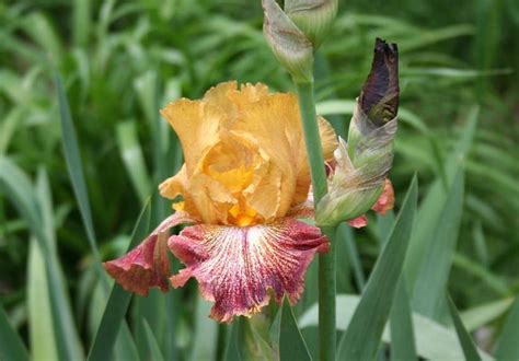 Tall Bearded Iris Iris Magic Palette In The Irises Database