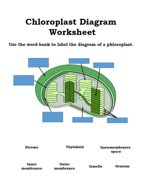 Chloroplast Diagram Worksheet Download And Print Now