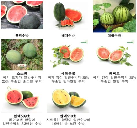 ‘이색 수박 완전정복 흑피수박부터 베개수박까지~