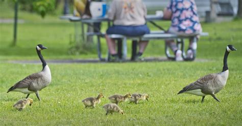 Photo Geese Grab A Meal Top Stories