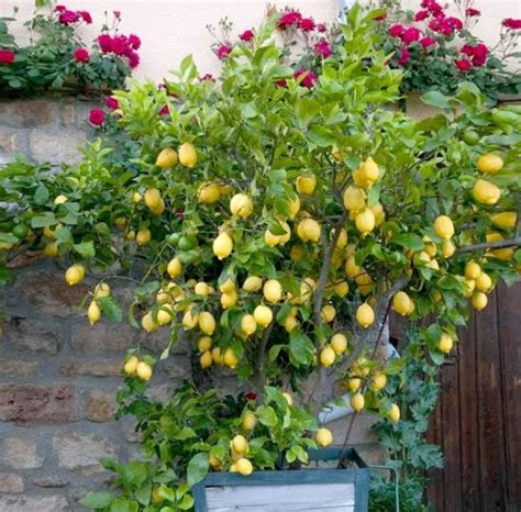 10 Dwarf Lemon Trees With How To Grow And Care Mississippi Greens