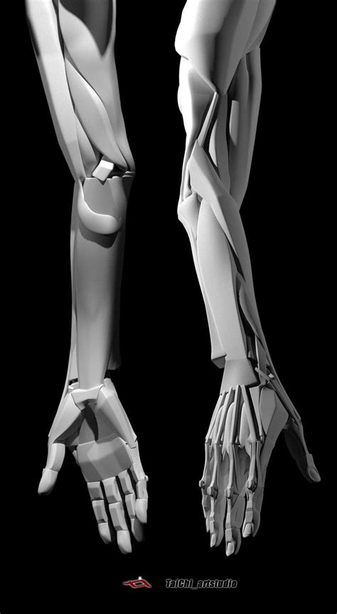 Artstation Upper Limb Structure Tai Ji Body Anatomy Human Anatomy