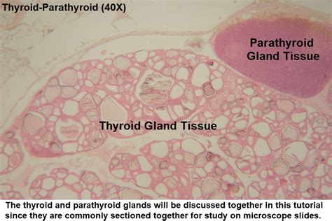 Parathyroid Gland Glands Histology Slides Endocrine System