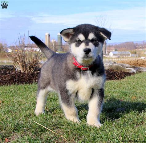 Alaskan Malamute Mix Puppies For Sale Greenfield Puppies