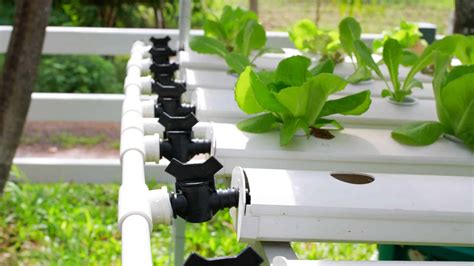 Easy To Follow Tips For Starting A Hydroponic Garden