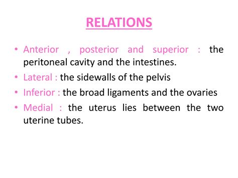 External Genitalia PPTX