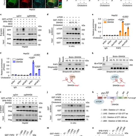 Cholesterol Regulates Snhg6 Faf2 Mtor Complex Formation A Fluorescence