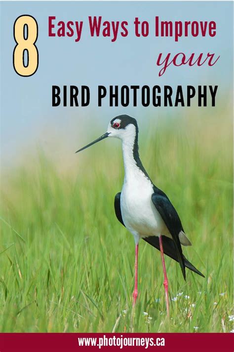 Improve Your Bird Photography 8 Easy Tips Bird Photography