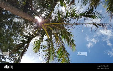 Sun Shining Through Trees Stock Photo Alamy