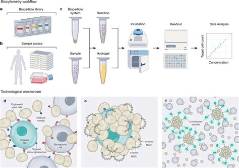 Sampling Humans Novel Cell Identification Technology On Biorxiv Sampling Human Posted On The