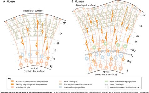Figure 3 From Neuronal Migration In The Cns During Development And