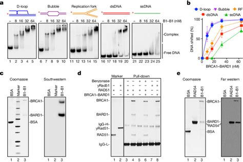 Dna Binding And Rad51 Interaction Attributes Of Brca1bard1 A