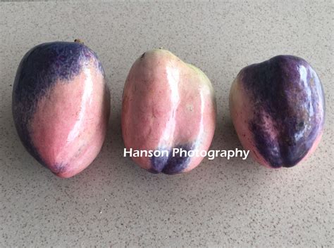 Ongzis Secretgarden Dacryodes Edulis