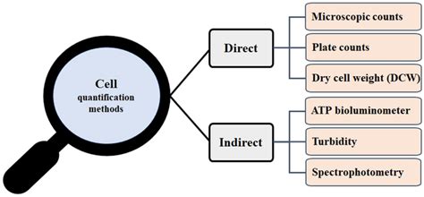 Schematic Diagram Showing Direct And Indirect Cell Quantification Methods Download Scientific