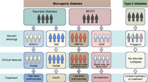 Molecular Genetics Based Approach For Precision Diabetes In Monogenic Download Scientific