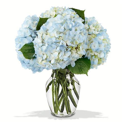 Joyful Blue Hydrangeas Bouquet C1503 Funeral Flower Arrangements