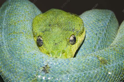Green Tree Python Stock Image C0086980 Science Photo Library