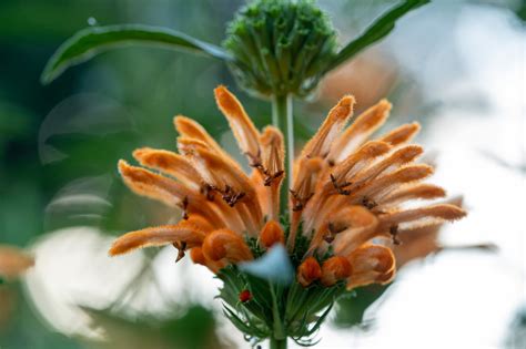 Wild Dagga Lions Tail Seeds The Plant Good Seed Company