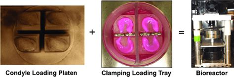 Custom Bioreactor That Applies Physiological Loading Patterns With A Download Scientific