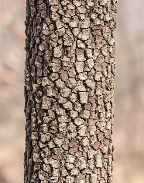 Trees At Eye Level How Well Do You Know Your Bark Walter Magazine