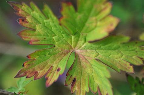 Leave Background Structure Of Leave Stock Image Image Of Green Sunlight 337206699